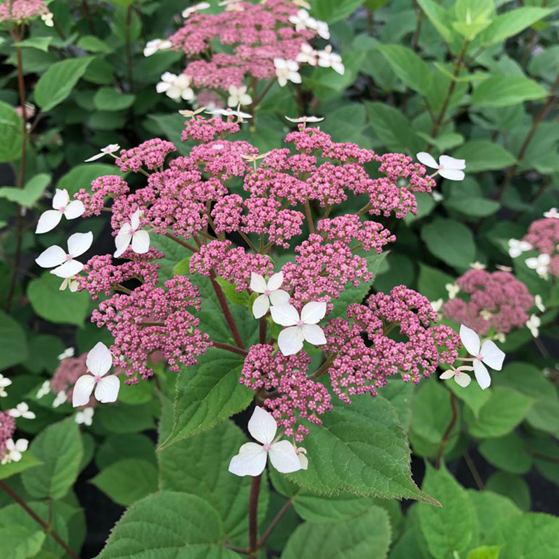 Invincibelle® Ruby Hydrangea | Plant Addicts