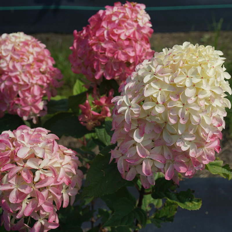 Quick Fire Fab® Hydrangea | Plant Addicts