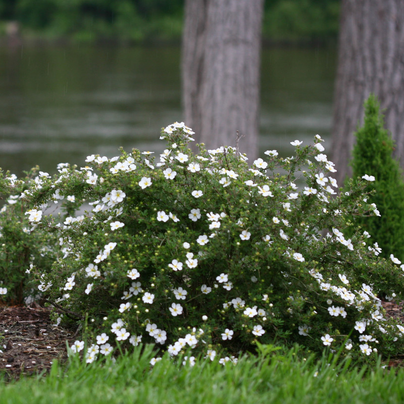 Lemon Meringue™ Potentilla | Plant Addicts