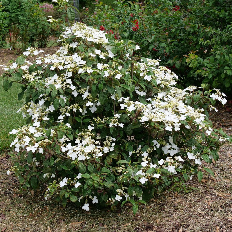 Shiny Dancer® Viburnum | Plant Addicts
