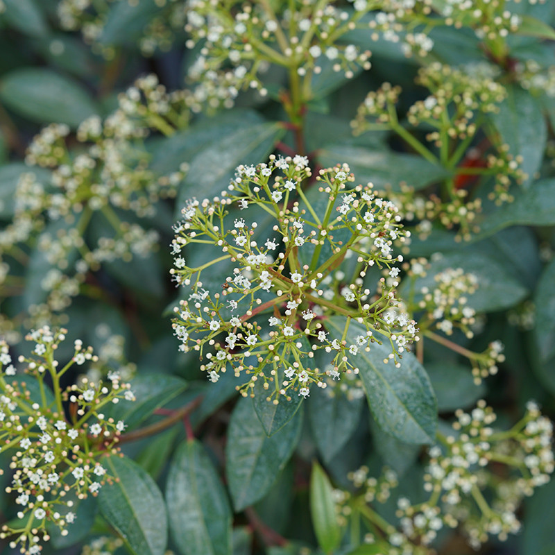 Coppertop Sweet Viburnum | PlantAddicts.com
