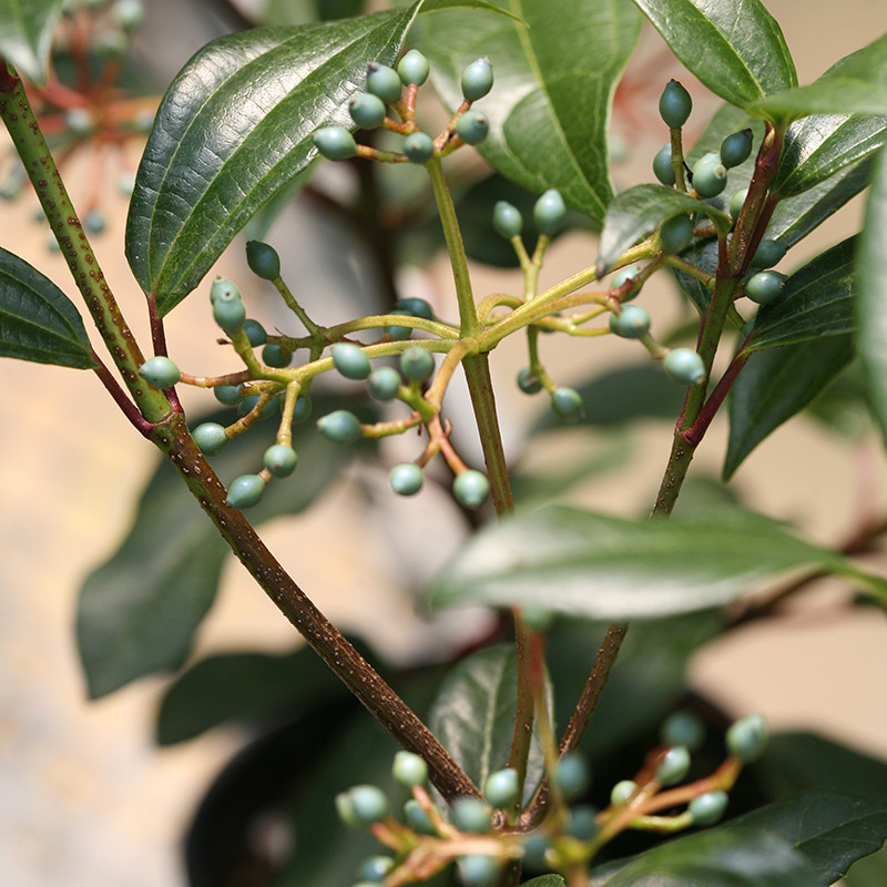 Red Balloon® Viburnum | Plant Addicts