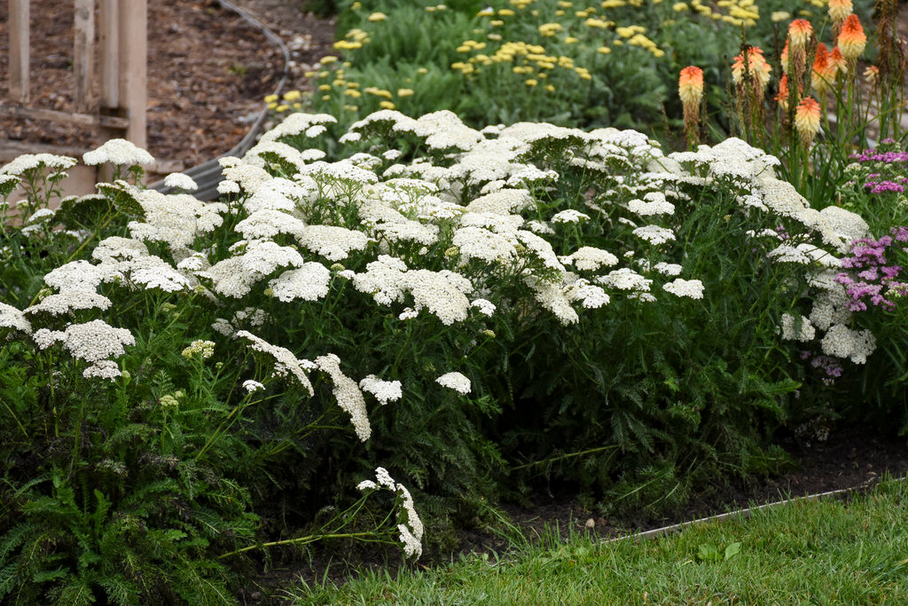 Firefly Diamond Yarrow | Plant Addicts