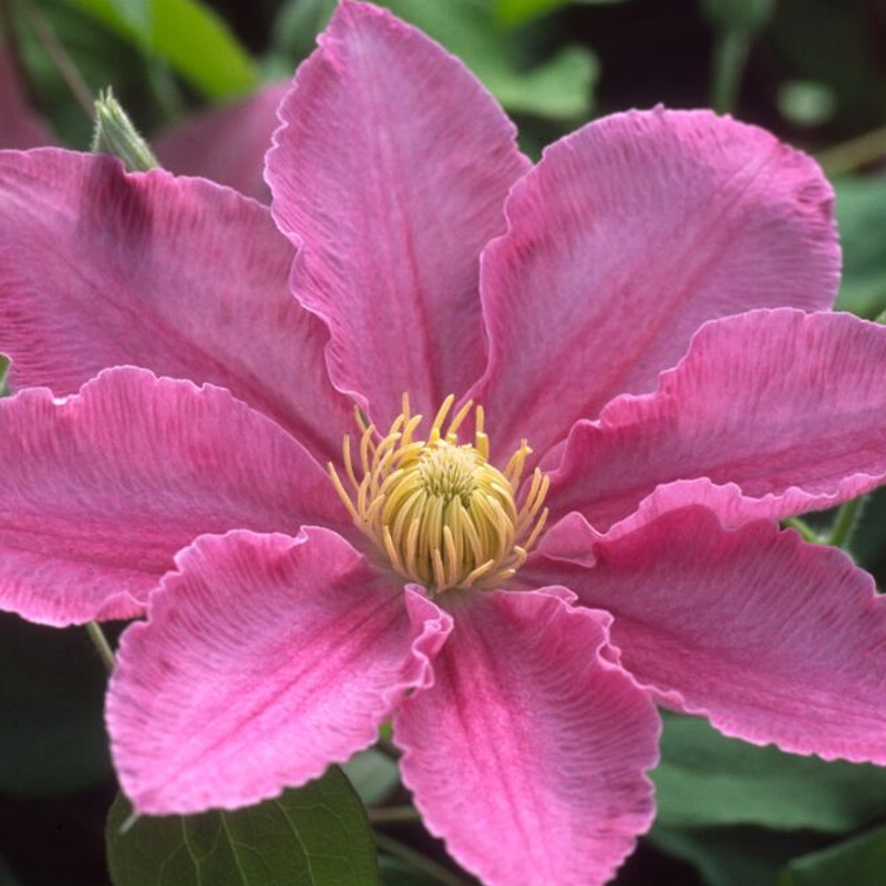 Abilene Clematis | Plant Addicts