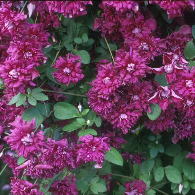 Bijou Clematis | Plant Addicts