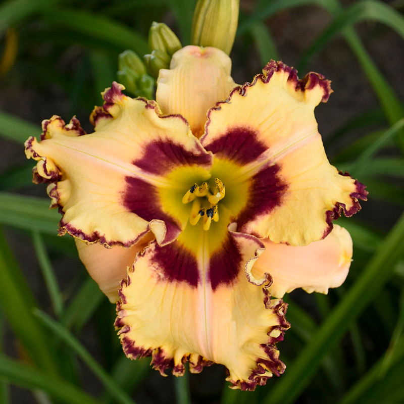 Raspberry Eclipse Daylily | Plant Addicts
