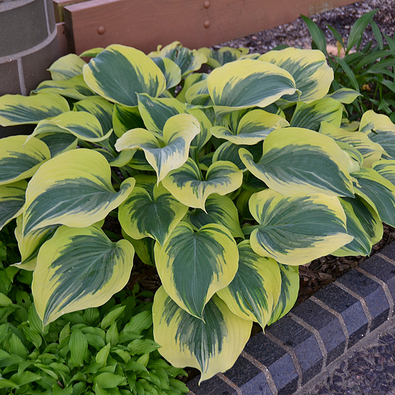 Blue Ivory Hosta | Plant Addicts