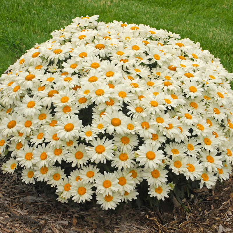 Montauk Daisy | Plant Addicts