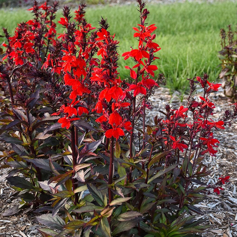 Native Cardinal Flower | Plant Addicts
