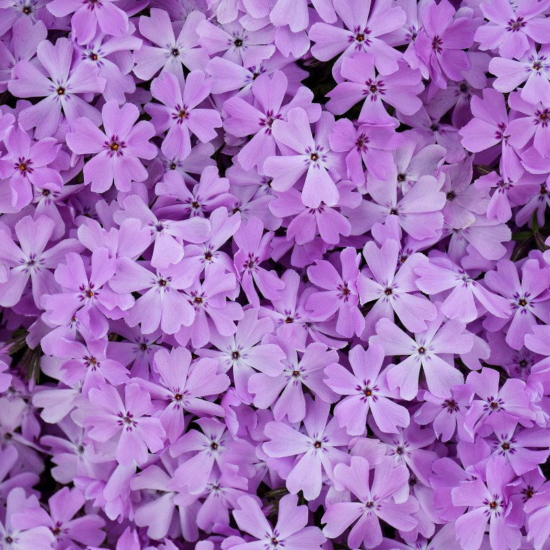 Spring Bling Ruby Riot Phlox | Plant Addicts