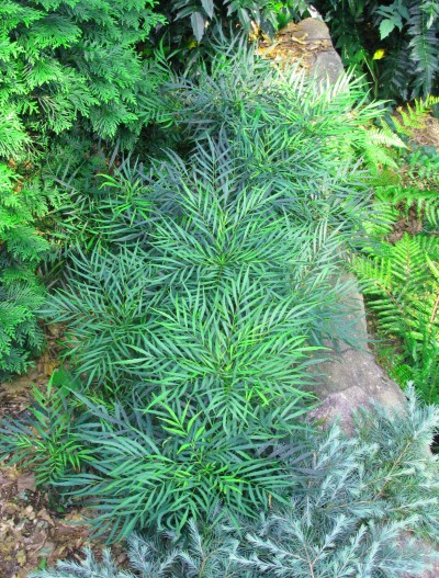 Soft Caress Mahonia | PlantAddicts.com