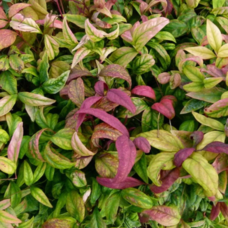 Dwarf Firepower Nandina | PlantAddicts.com
