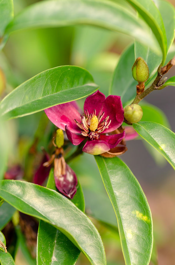 Stellar Ruby Magnolia | Plant Addicts