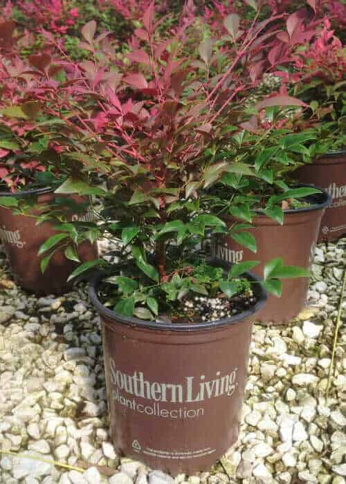 Obsession Nandina | PlantAddicts.com
