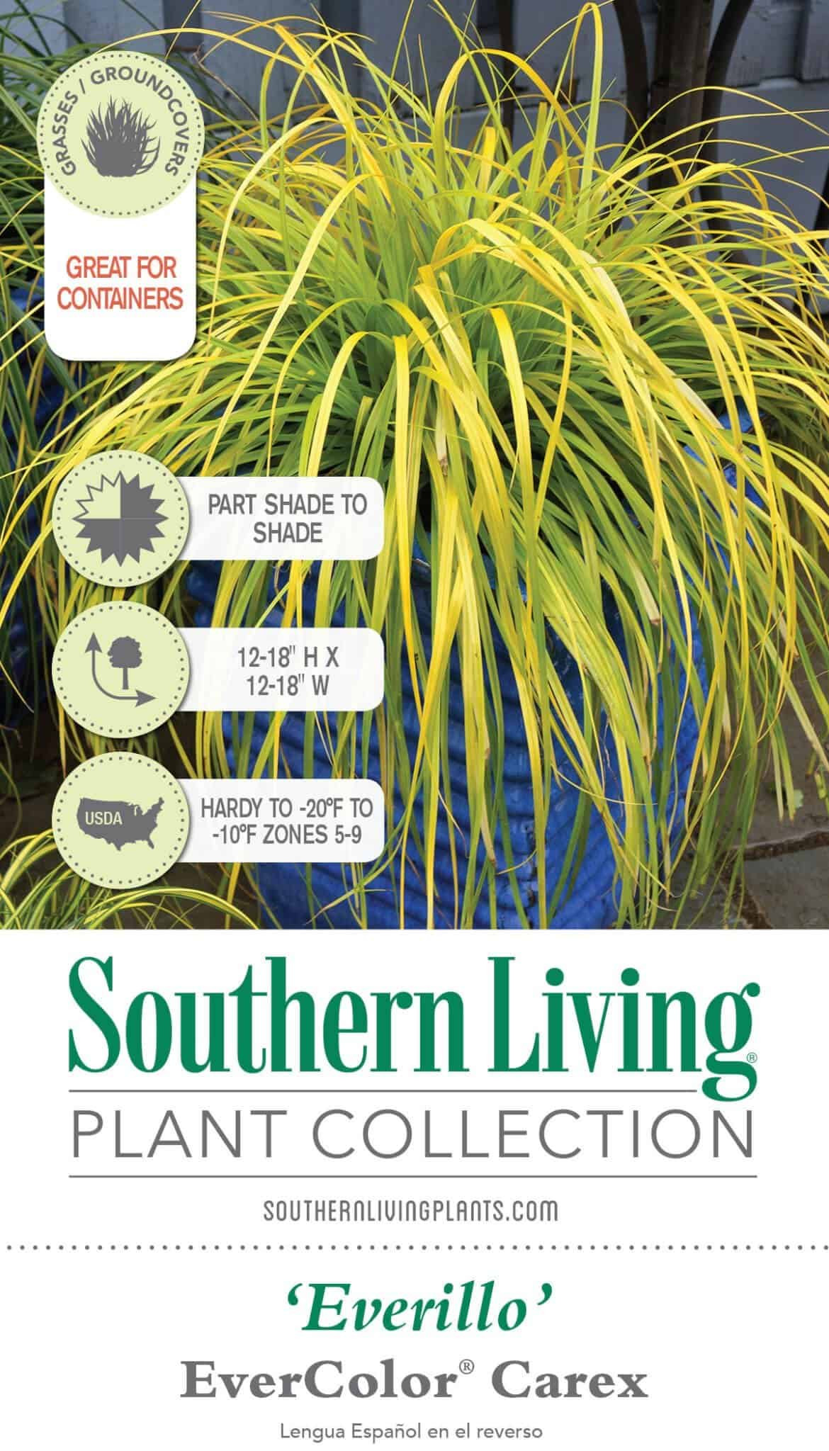Evercolor Everillo Carex | PlantAddicts.com