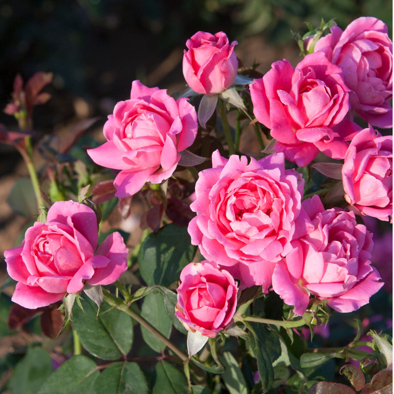Ringo® Double Pink Rose | Plant Addicts