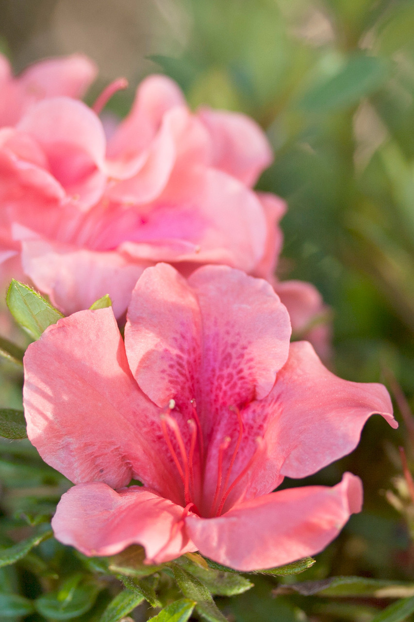Autumn Coral Encore Azalea | PlantAddicts.com