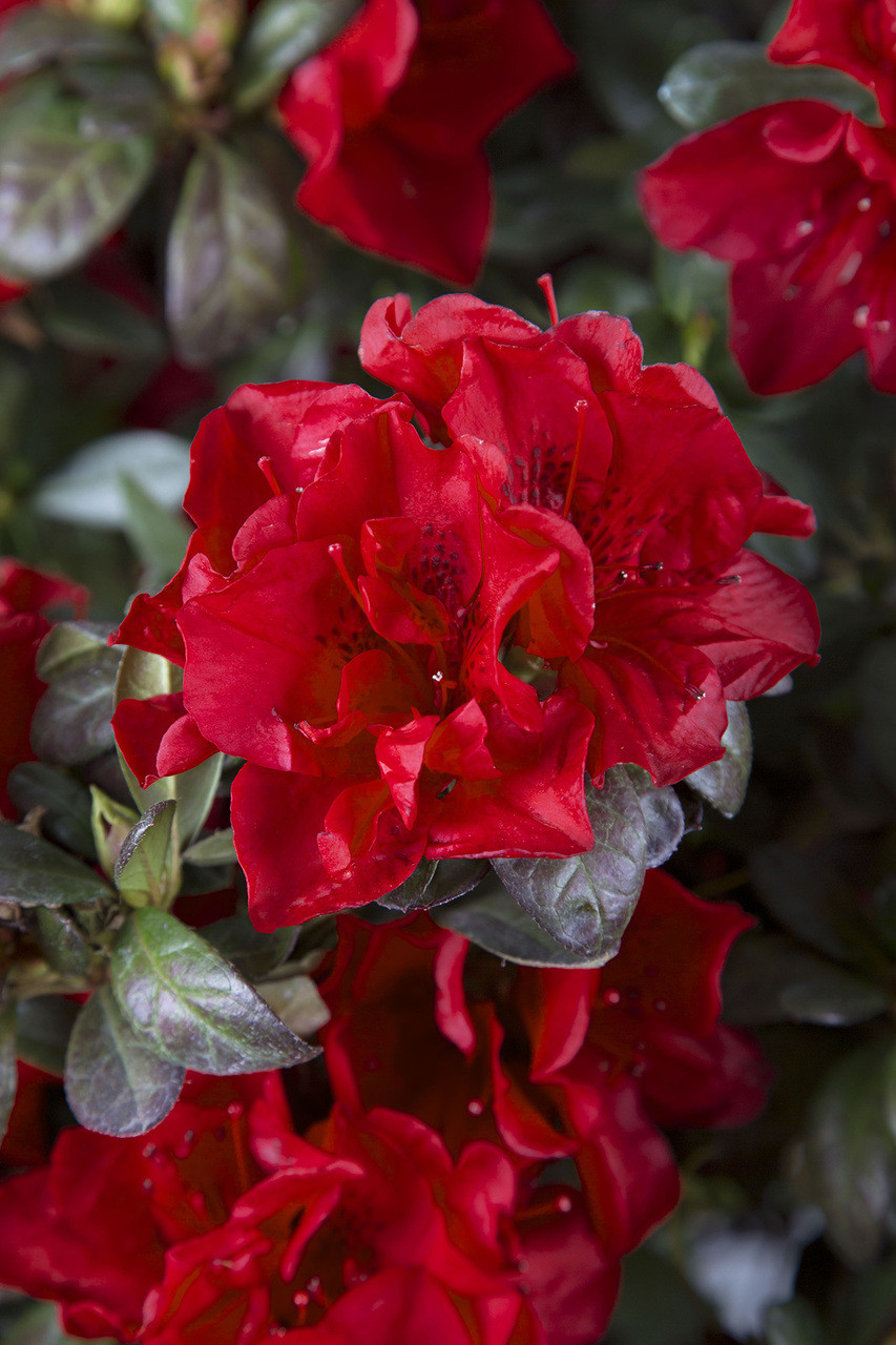 Autumn Fire Encore Azalea | PlantAddicts.com