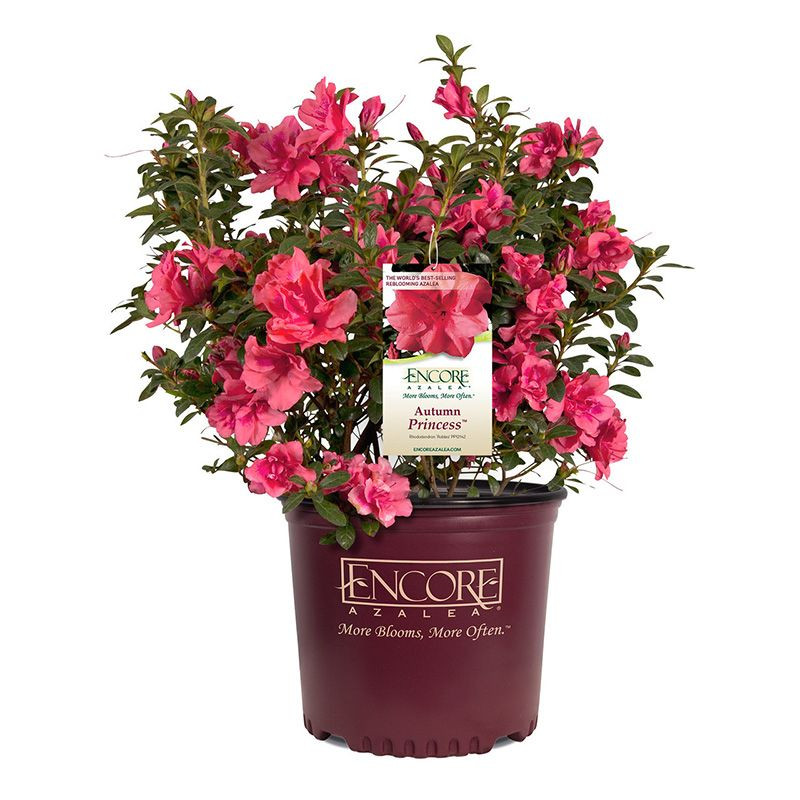 Autumn Princess Encore Azalea | PlantAddicts.com