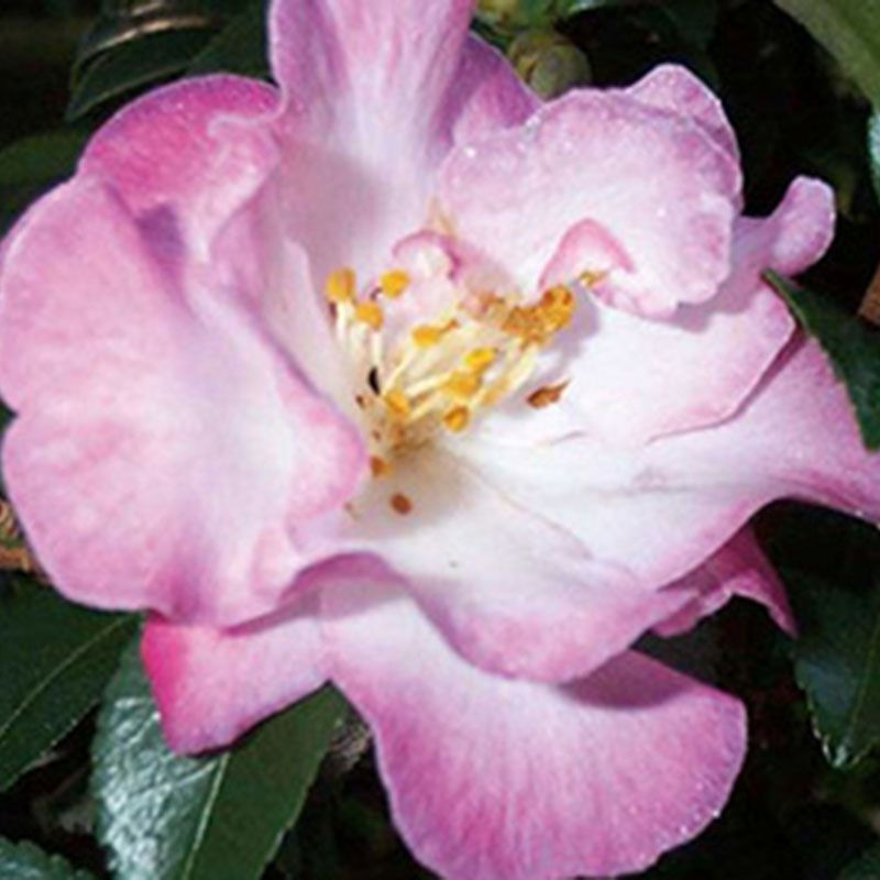 October Magic Ruby Camellia | PlantAddicts.com