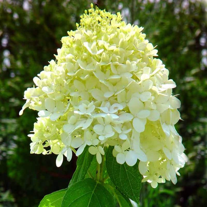Limelight Hydrangea | Plant Addicts