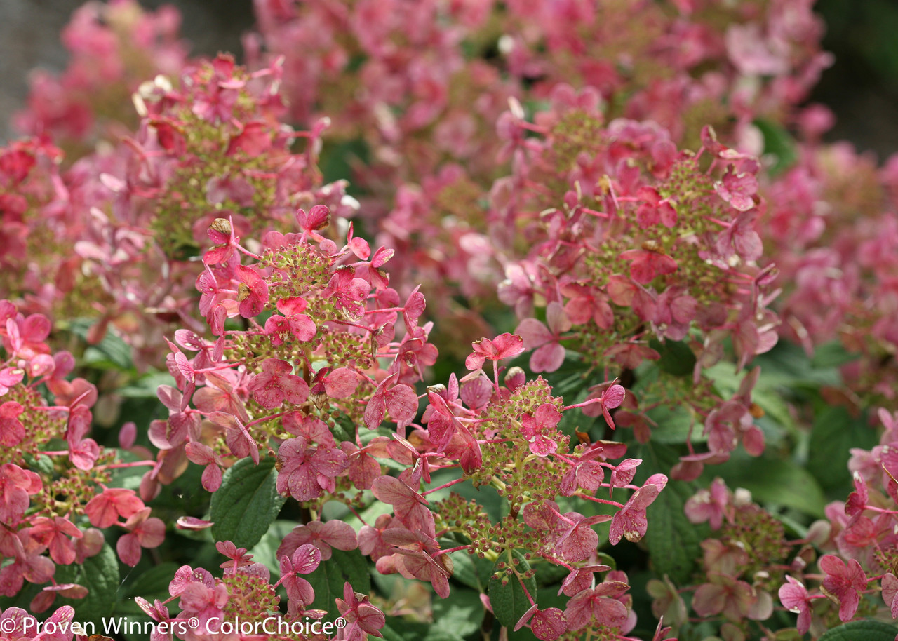 Little Quick Fire® Hydrangea | Plant Addicts