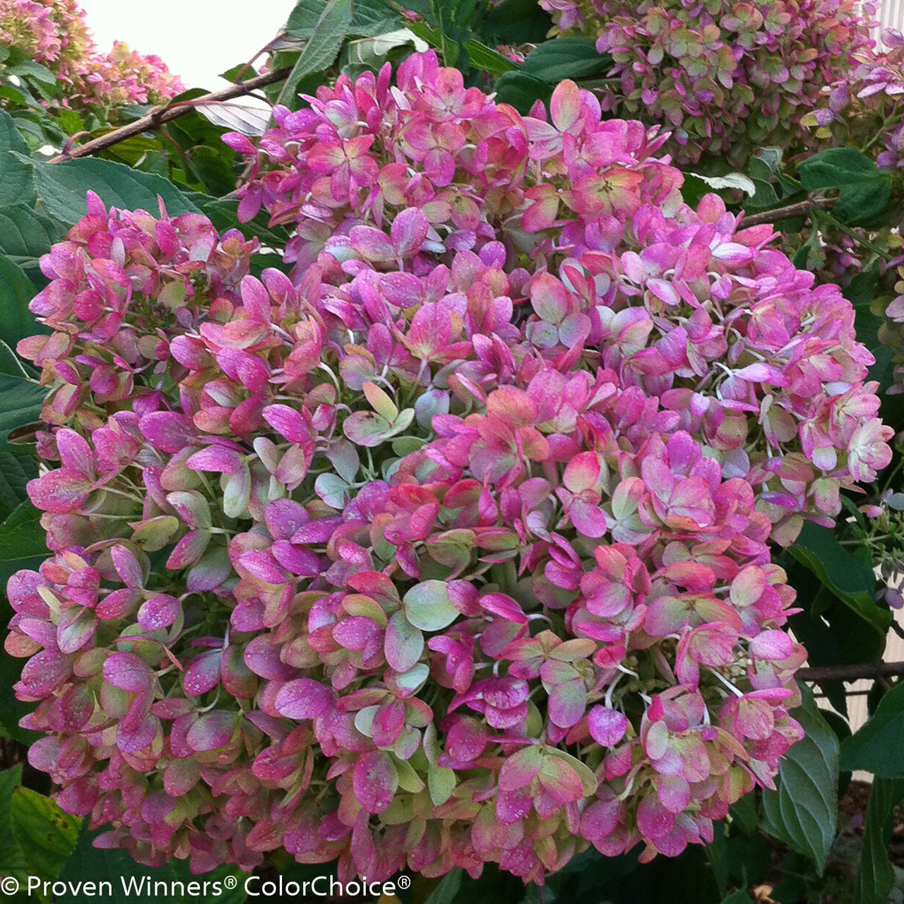 Little Lime® Hydrangea | Plant Addicts