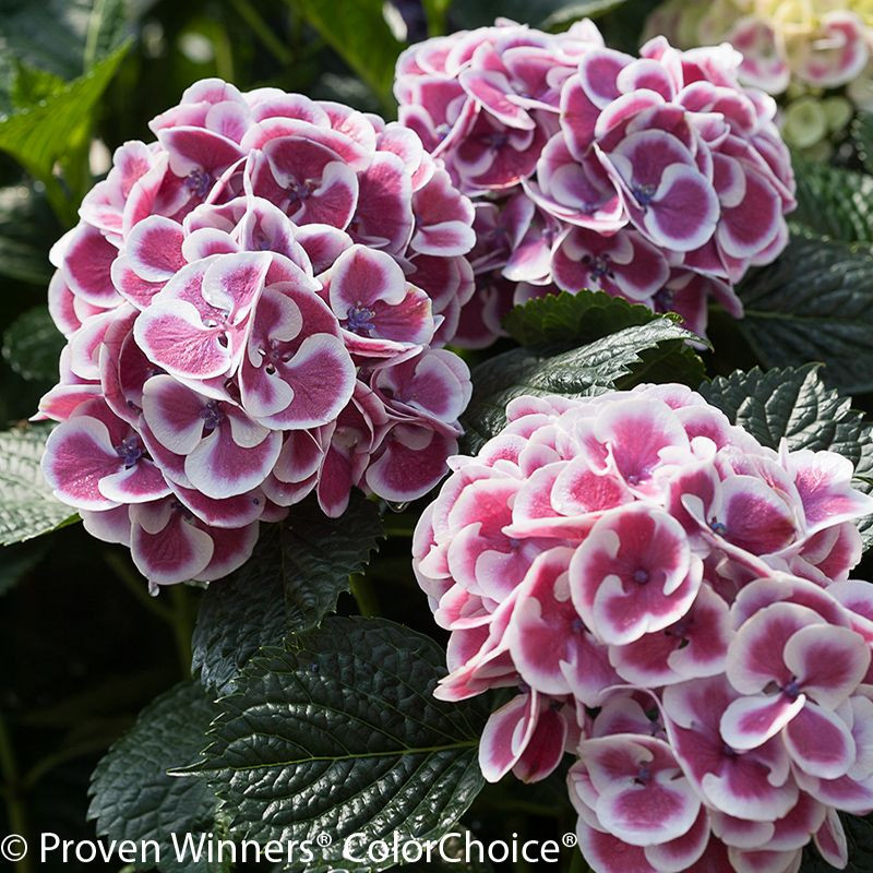 Cityline® Mars Hydrangea | Plant Addicts
