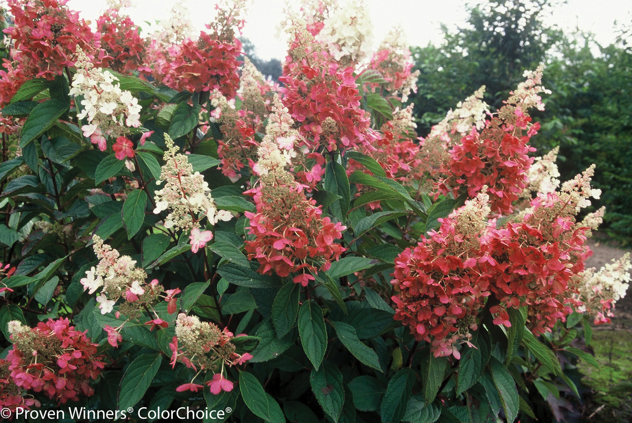 Pinky Winky® Hydrangea | Plant Addicts
