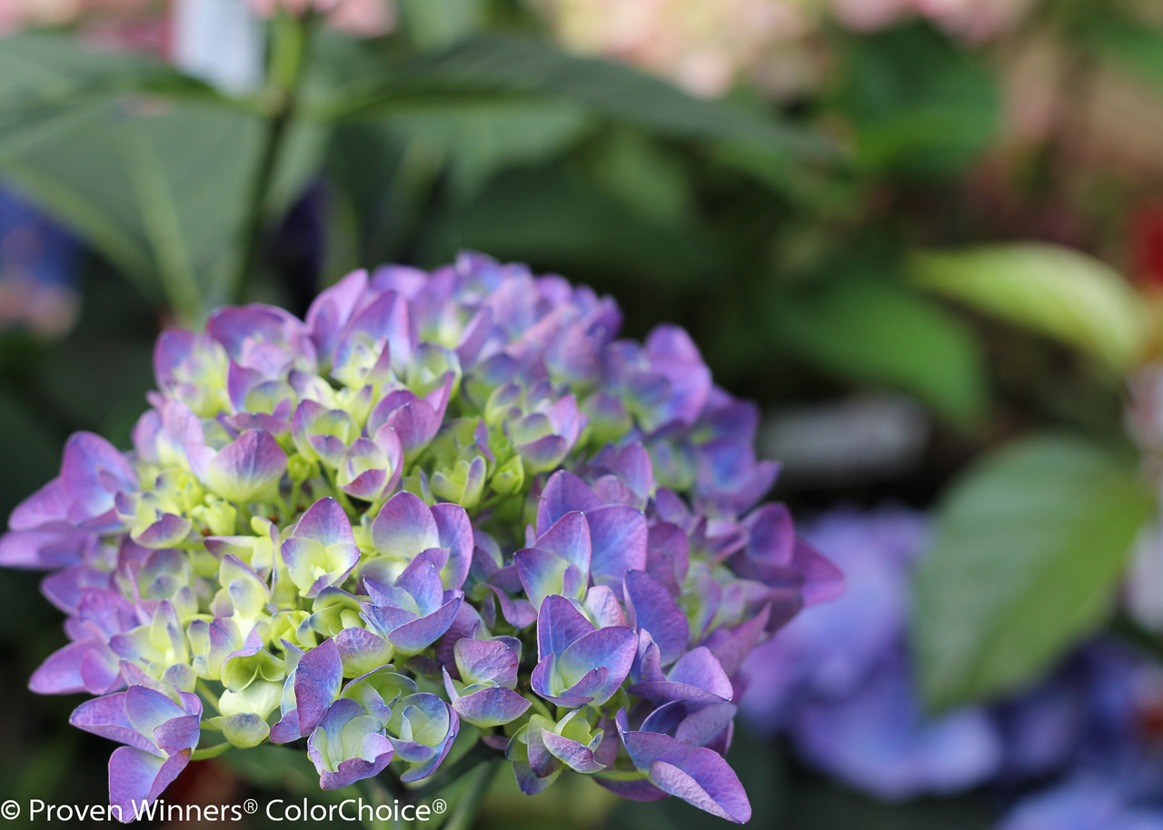 Cityline® Rio Hydrangea | Plant Addicts