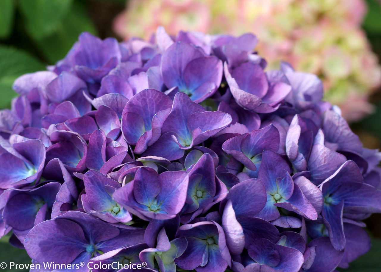 Cityline® Rio Hydrangea | Plant Addicts
