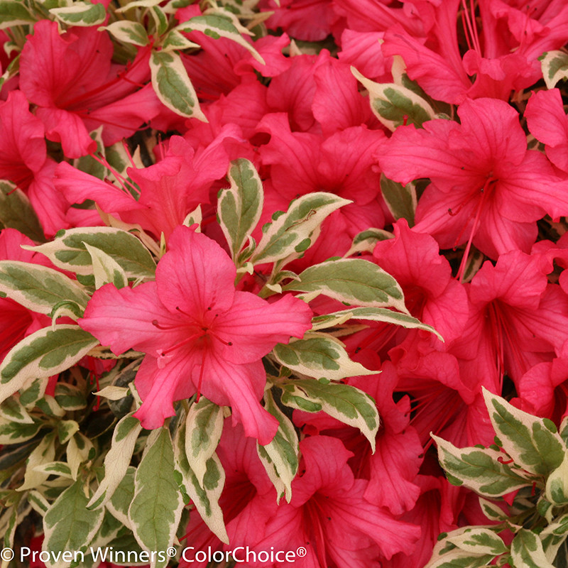 Delaware Valley White Azalea | PlantAddicts.com