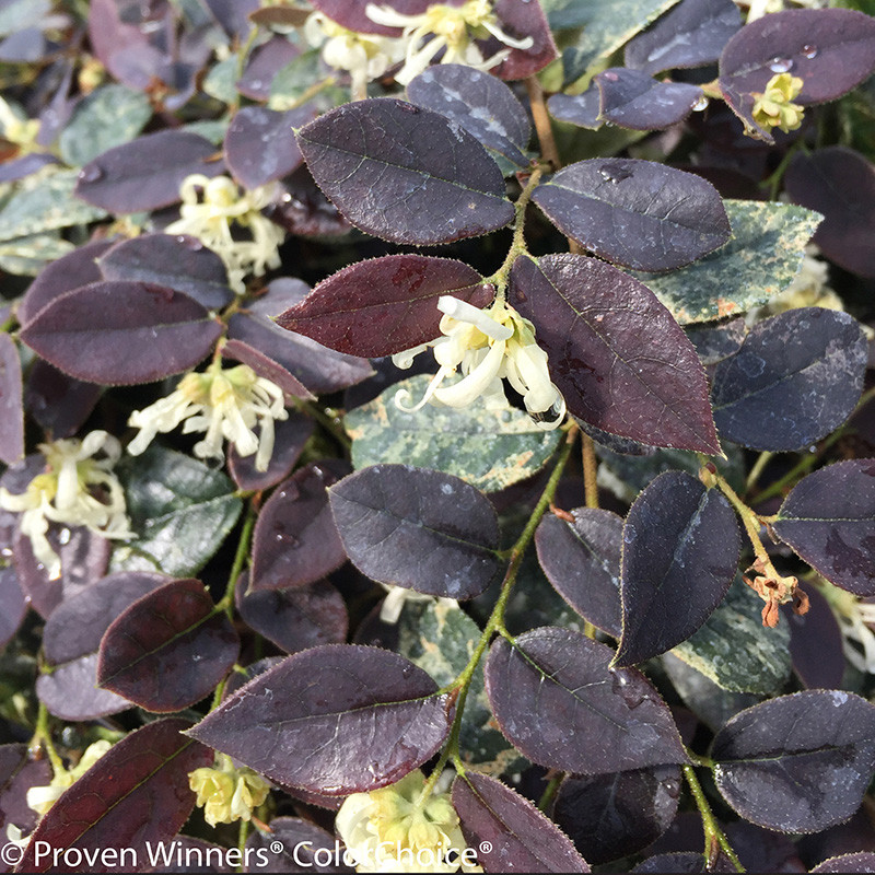 Jazz Hands® Bold Loropetalum | Plant Addicts