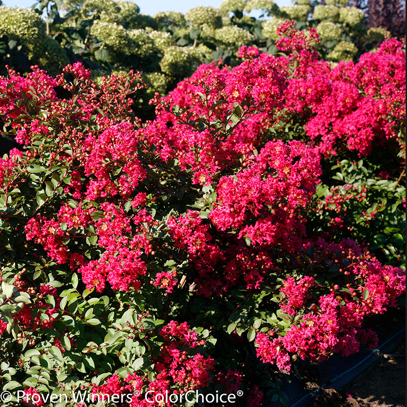 Infinitini® Watermelon Crape Myrtle | Plant Addicts