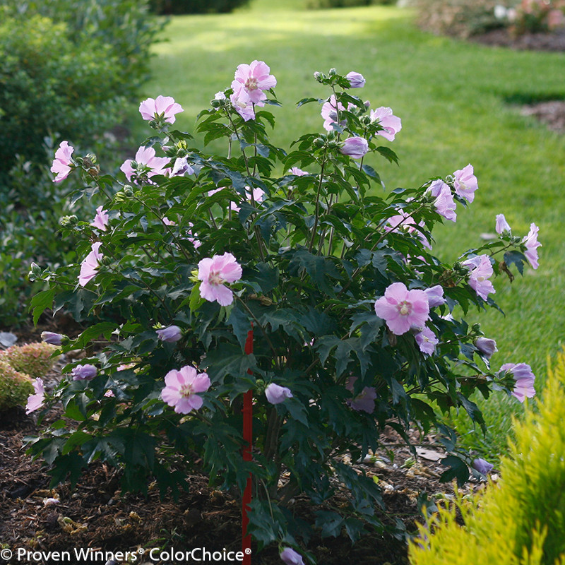 Lavender Chiffon® Rose of Sharon | Plant Addicts
