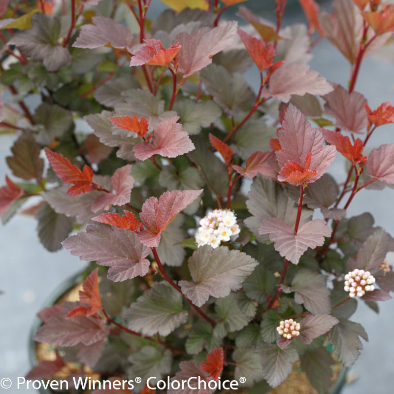 Panther® Ninebark | Plant Addicts