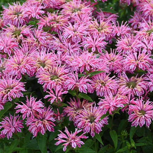 Leading Lady Razzberry Bee Balm | PlantAddicts.com