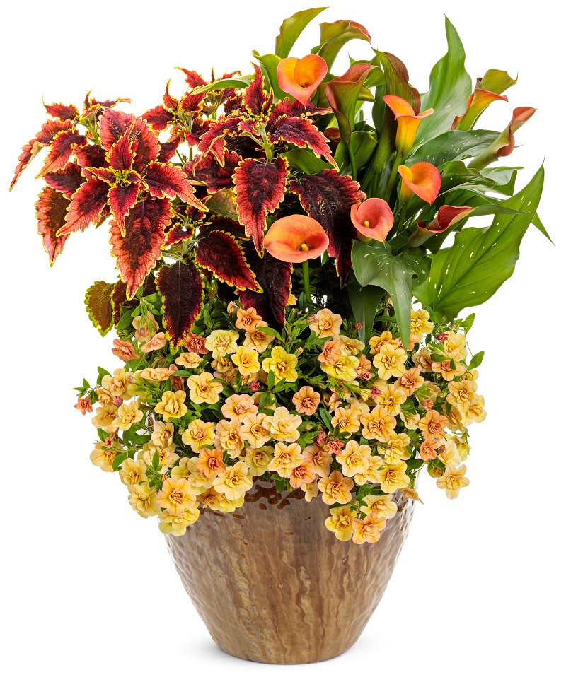 Colorblaze® El Brighto Coleus | PlantAddicts.com