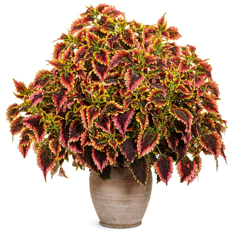 Colorblaze® El Brighto Coleus | PlantAddicts.com