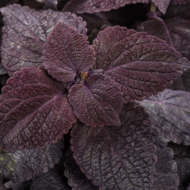 Colorblaze® El Brighto Coleus | PlantAddicts.com