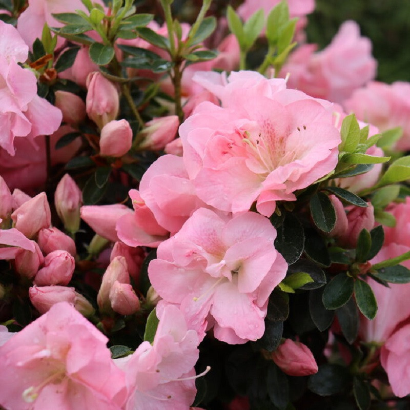 Perfecto Mundo® Epic Coral™ Azalea | Plant Addicts