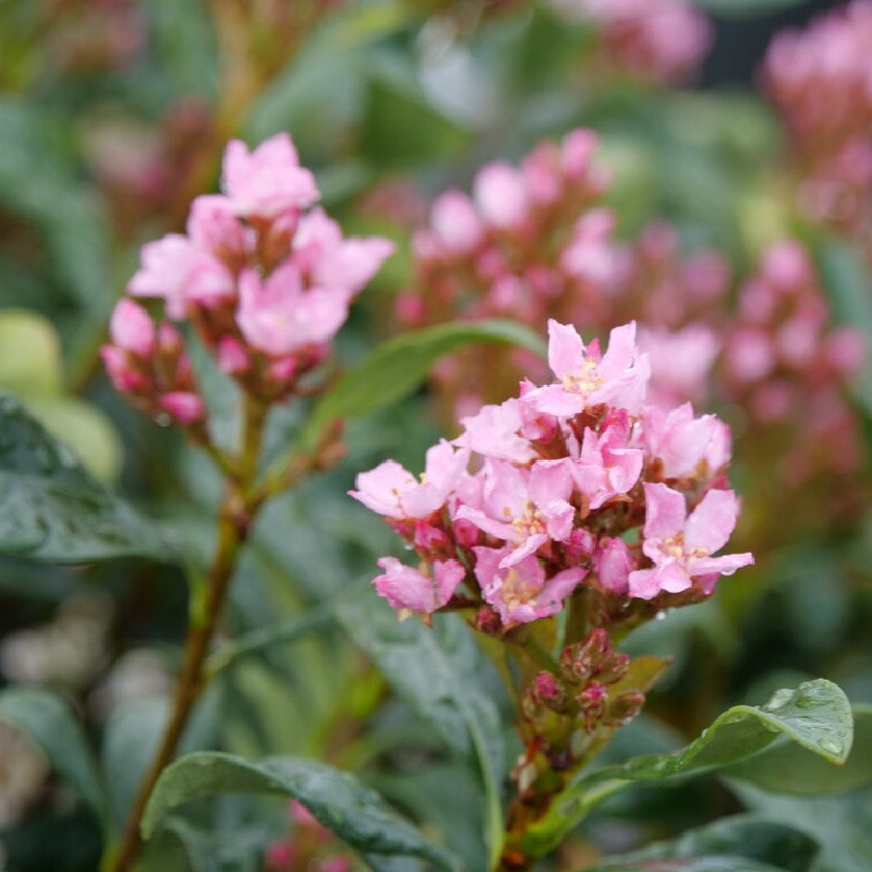 Snow White Indian Hawthorn | PlantAddicts.com