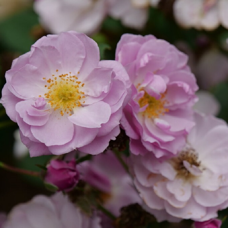 Rise Up Amberness™ Rose | Plant Addicts