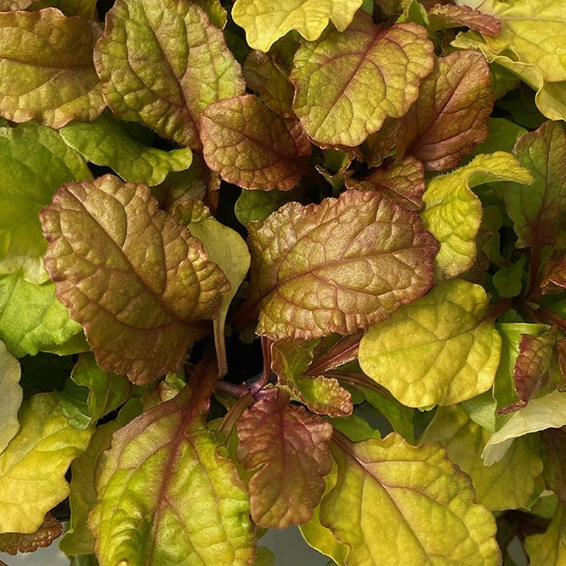 Feathered Friends™ Noble Nightingale Ajuga | Plant Addicts