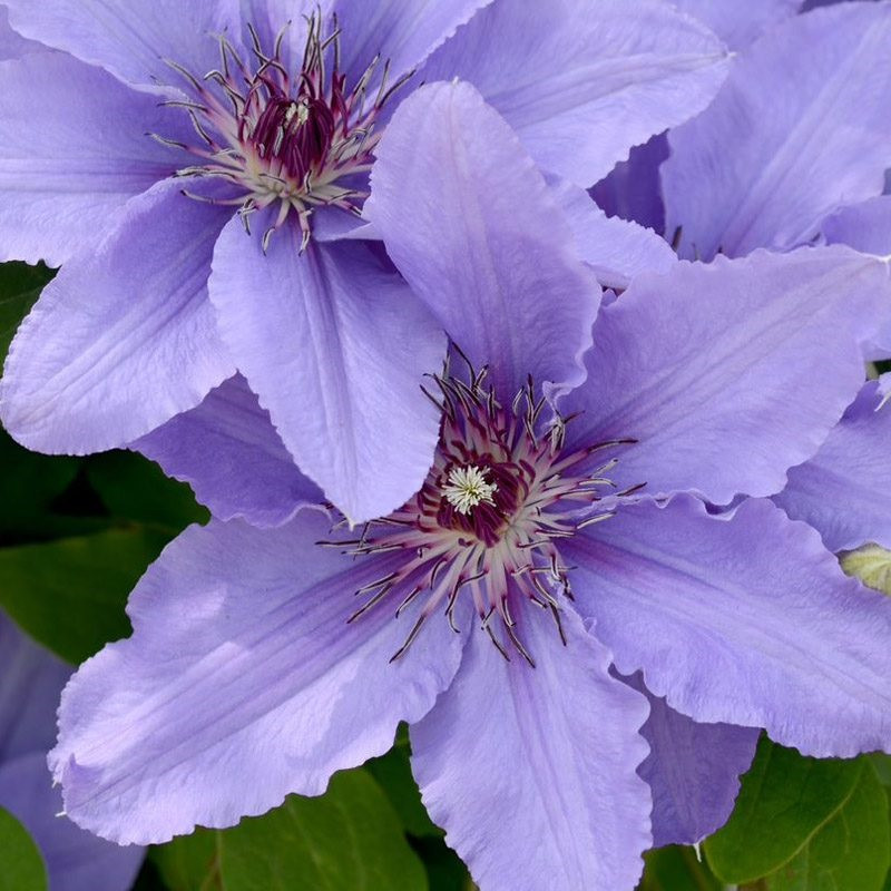 Boulevard® Acropolis Clematis | Plant Addicts