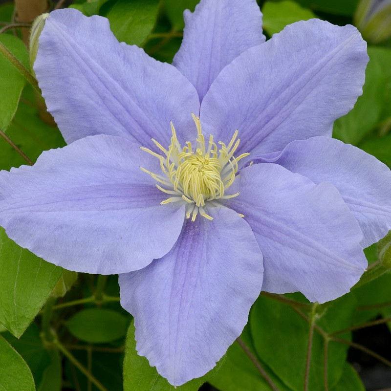 Clematis Plants | Plant Addicts
