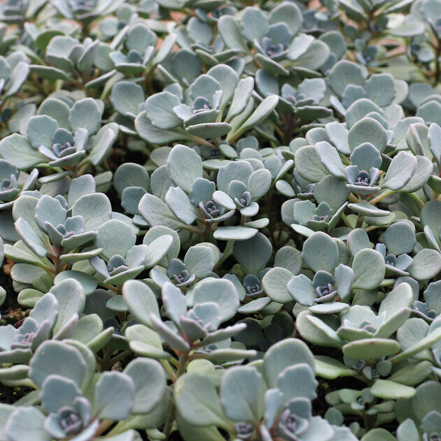 Atlantis Stonecrop Sedum | Plant Addicts