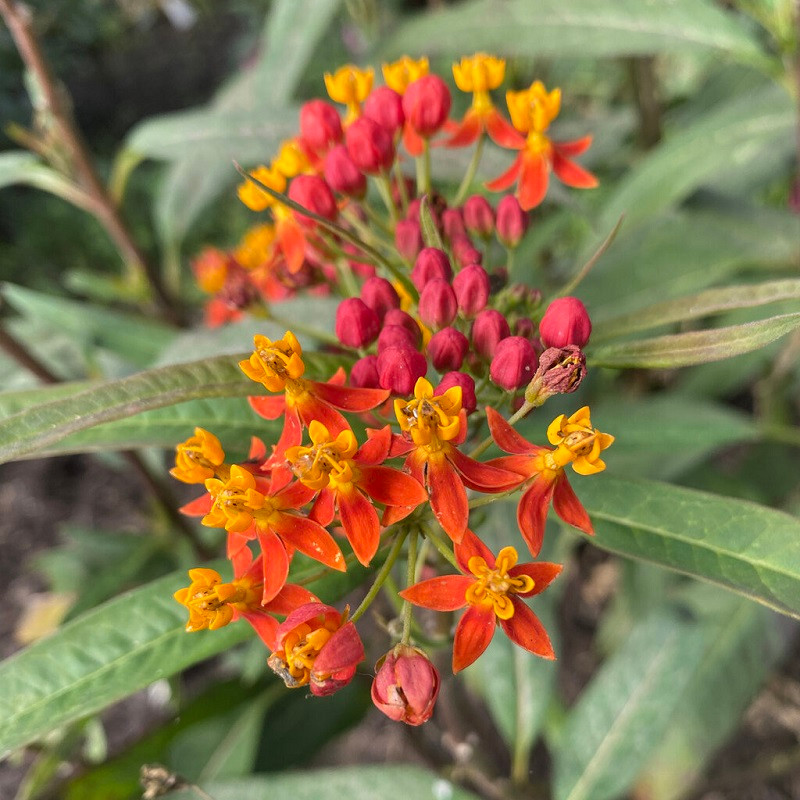 Butterfly Milkweed | Plant Addicts