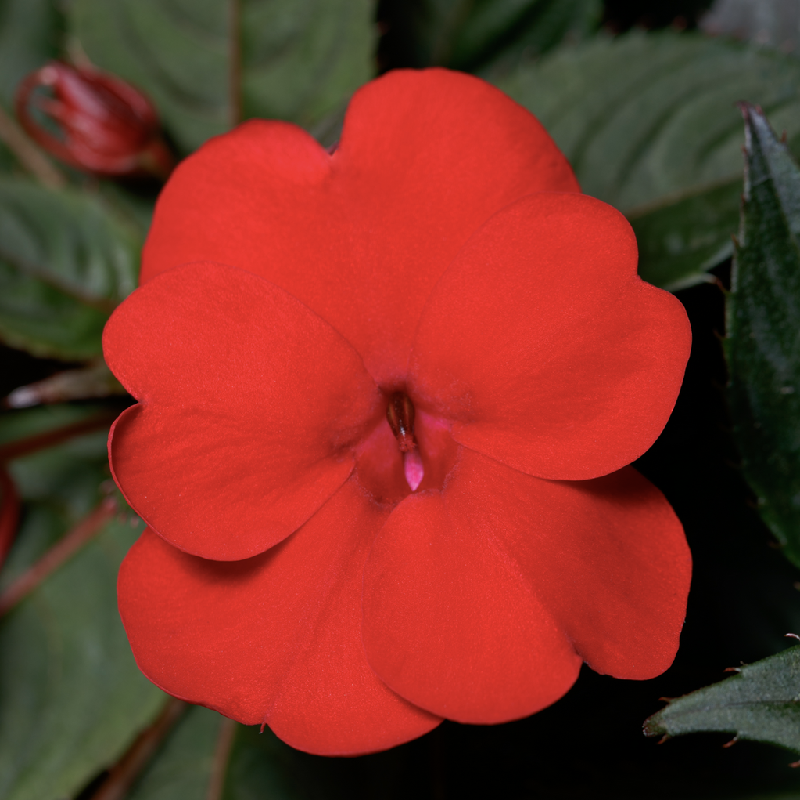 SunPatiens® Compact Fire Red Impatiens | Plant Addicts