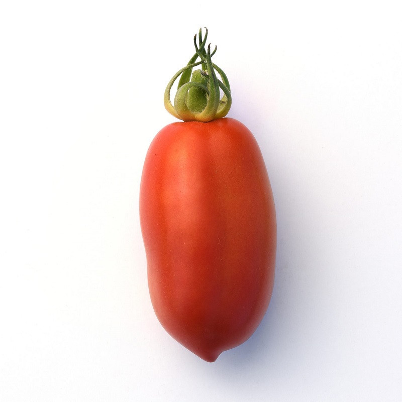 Rutgers Tomato | Plant Addicts